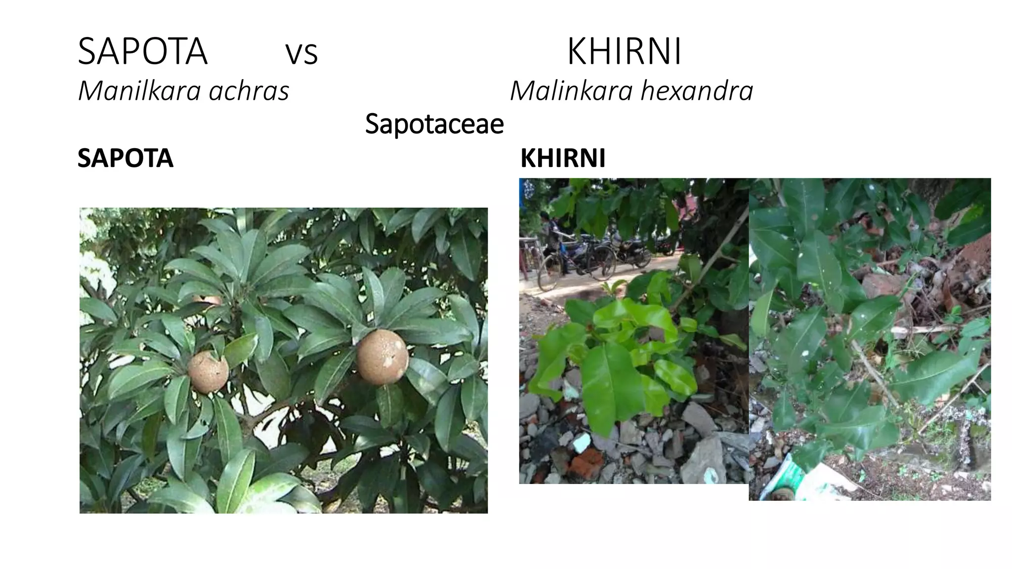 Identification of fruits and plantation crops | PPTX