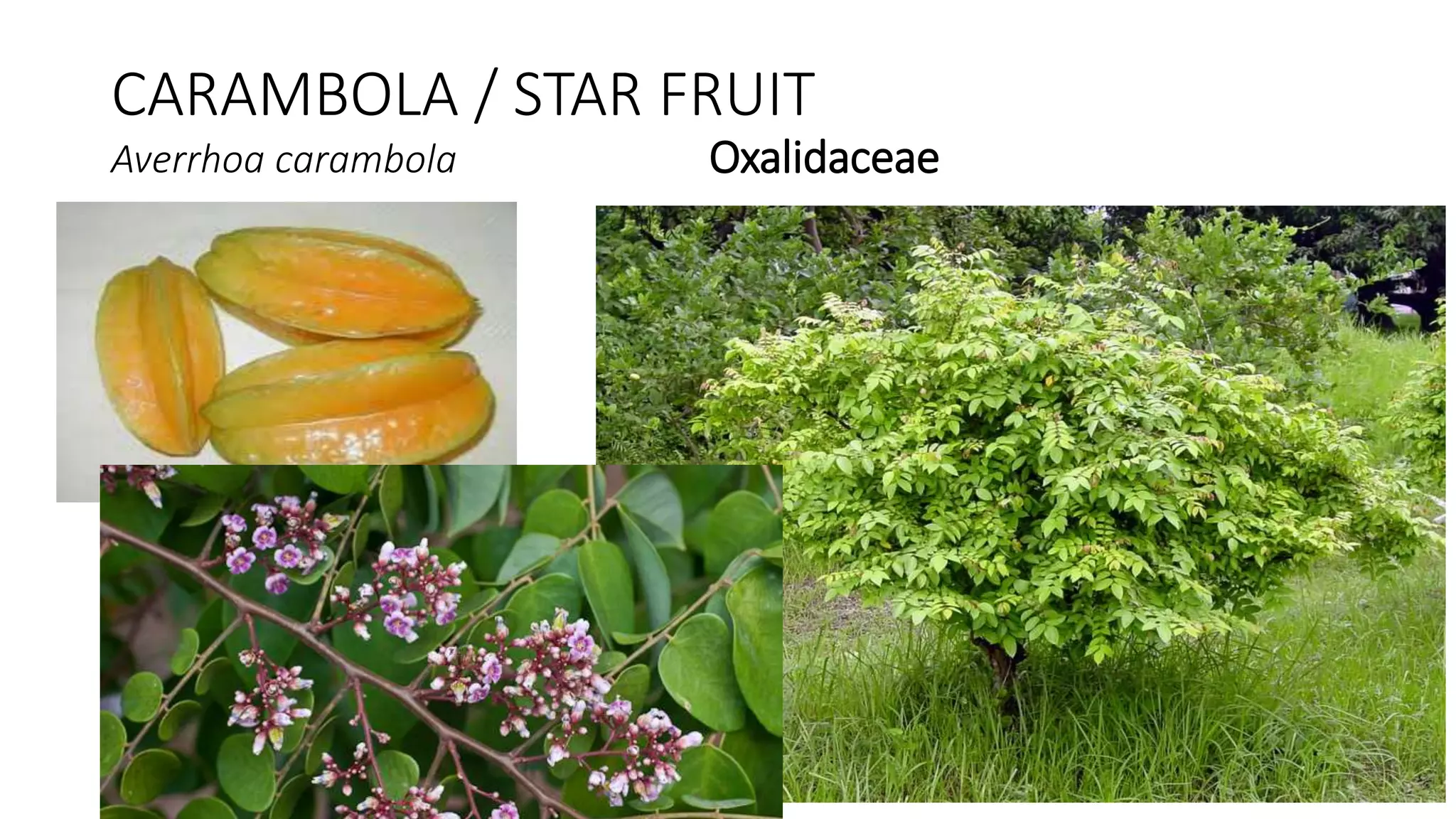 Identification of fruits and plantation crops | PPTX