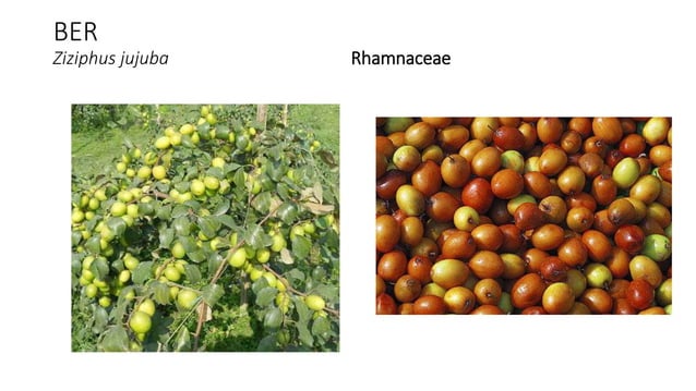 Identification of fruits and plantation crops | PPTX