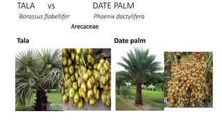 Identification of fruits and plantation crops | PPTX