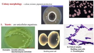 Identification of Fungal Cultures ( Lab.5).pdf