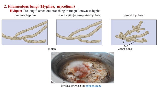 Identification of Fungal Cultures ( Lab.5).pdf