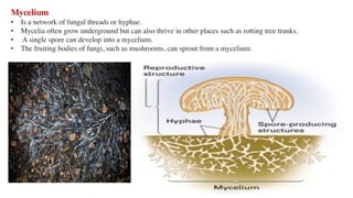 Identification of Fungal Cultures ( Lab.5).pdf