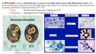 Identification of Fungal Cultures ( Lab.5).pdf
