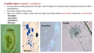 Identification of Fungal Cultures ( Lab.5).pdf