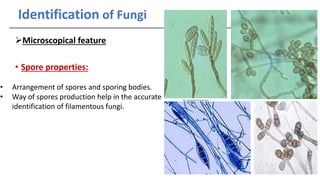 Identification of Fungal Cultures ( Lab.5).pdf