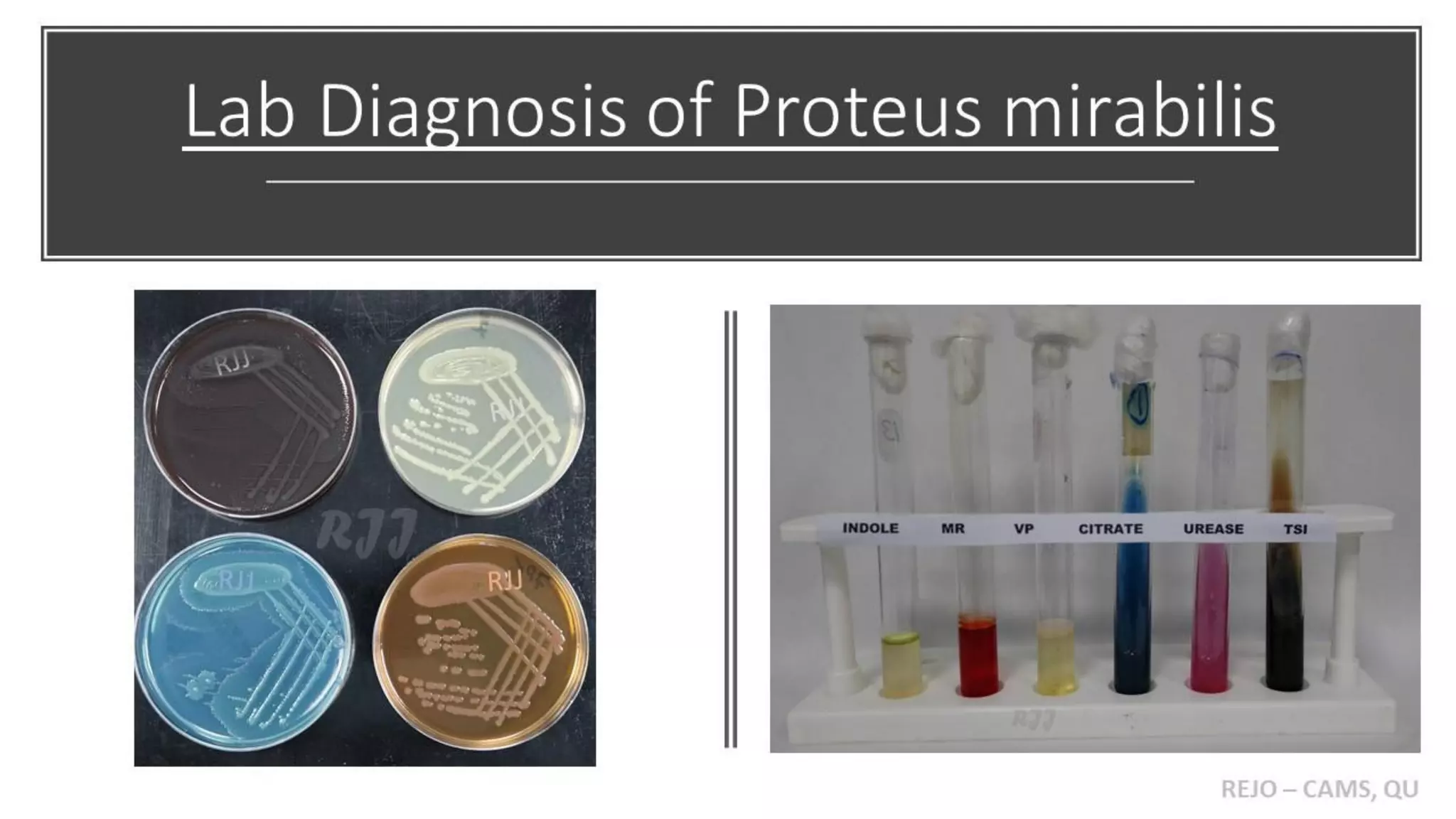 Identification of gram negative bacilli part 1 | PDF | Biological Sciences | Science