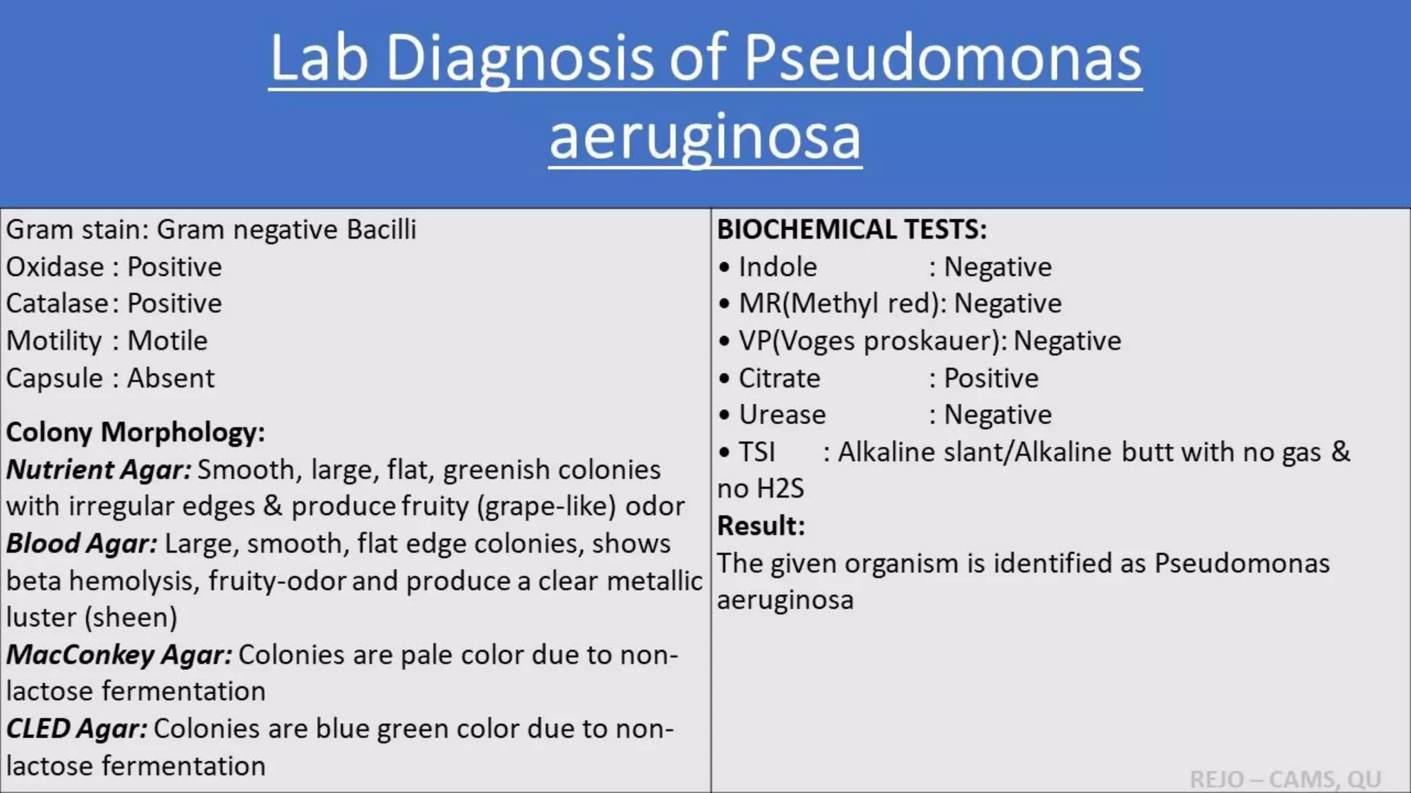 Identification of gram negative bacilli part 1 | PDF | Biological Sciences | Science
