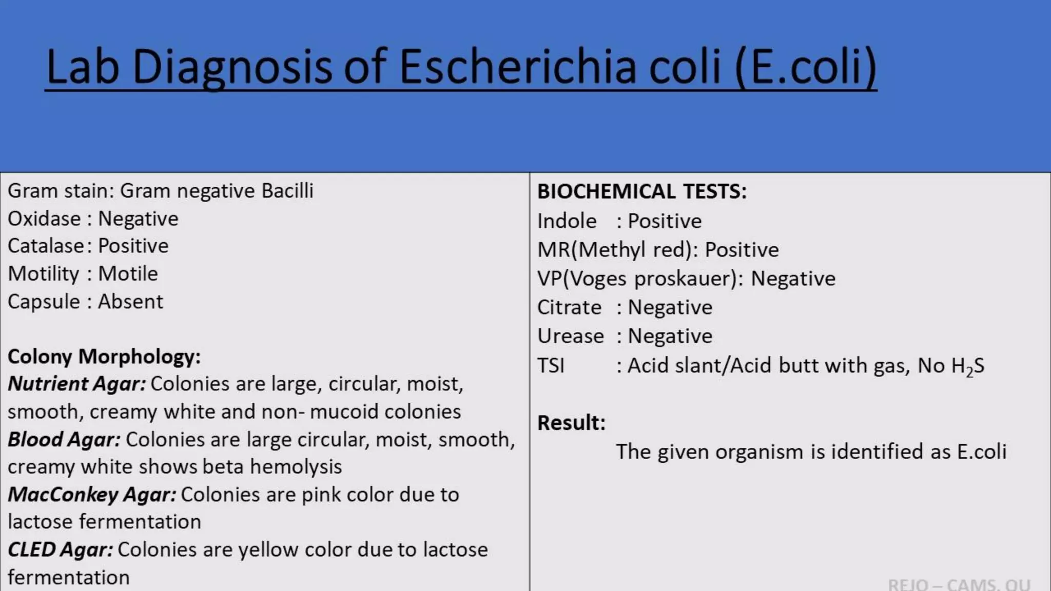 Identification of gram negative bacilli part 1 | PDF