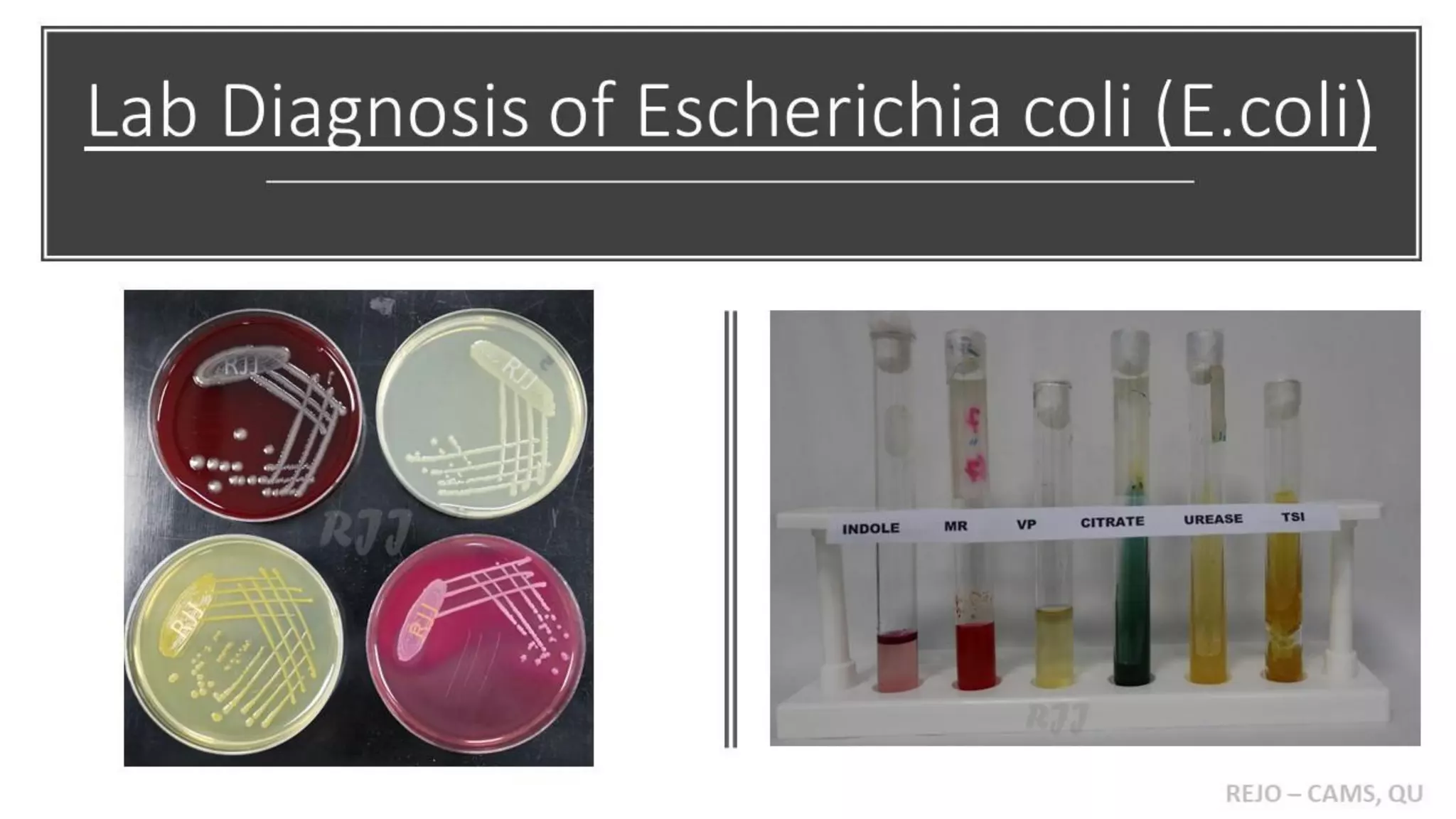 Identification of gram negative bacilli part 1 | PDF | Biological ...