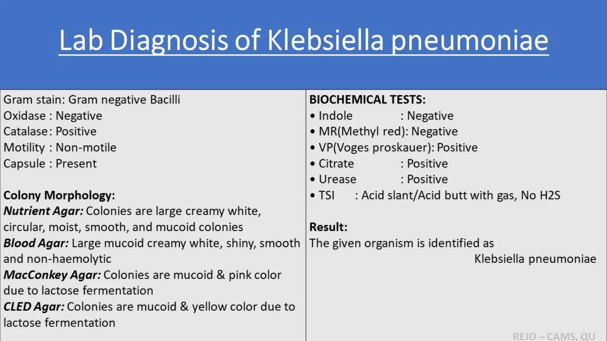 Identification of gram negative bacilli part 1 | PDF