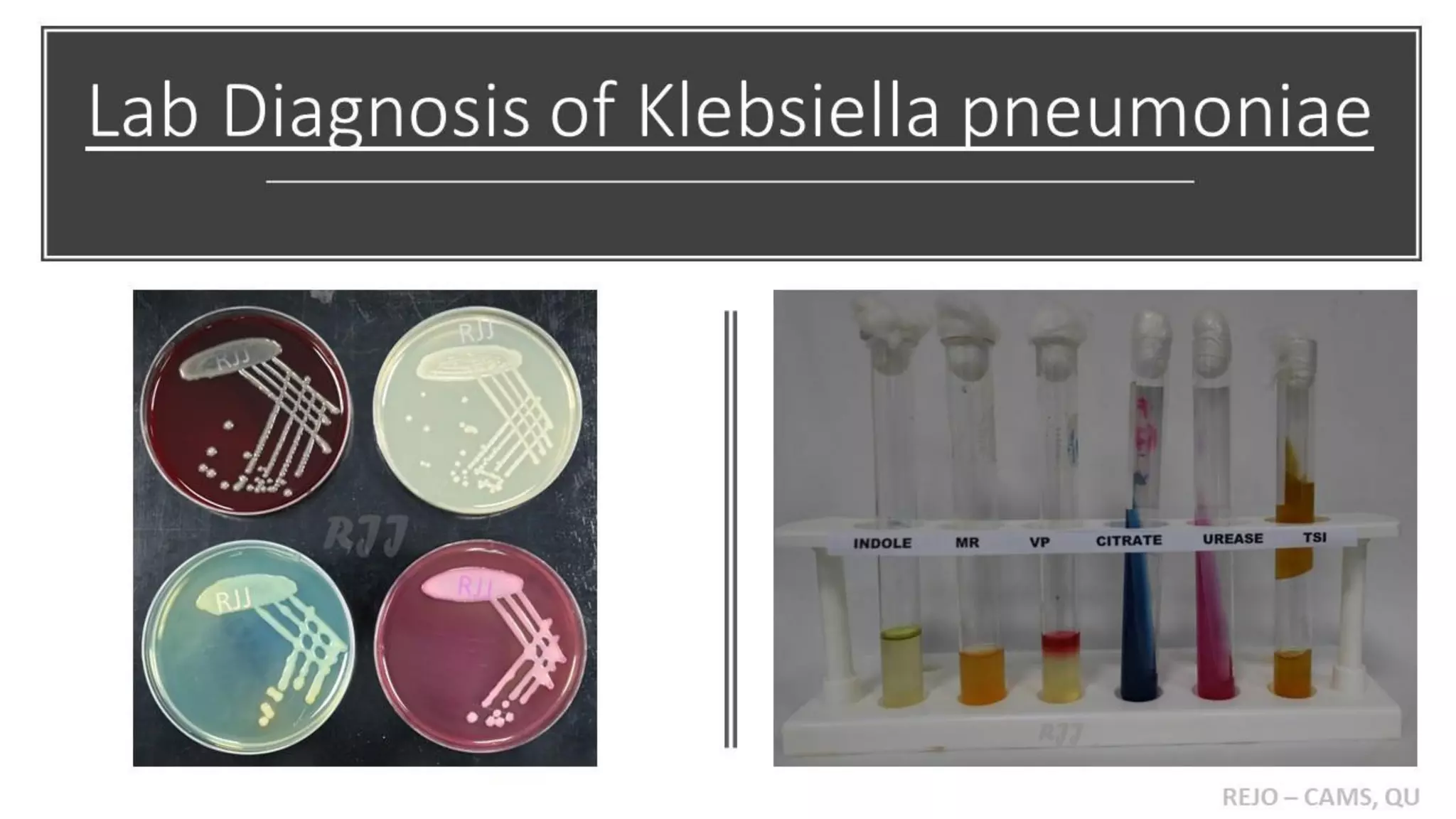 Identification of gram negative bacilli part 1 | PDF