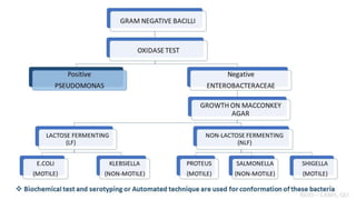 Identification of gram negative bacilli part 1 | PDF | Biological ...