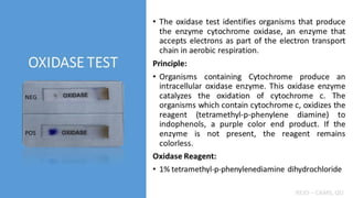 Identification of gram negative bacilli part 1 | PDF | Biological ...