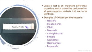 Identification of gram negative bacilli part 1 | PDF | Biological ...