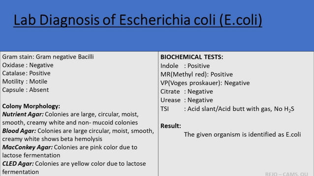 Identification of gram negative bacilli part 1 | PPT