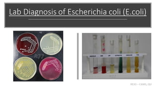 Identification of gram negative bacilli part 1 | PDF | Biological ...
