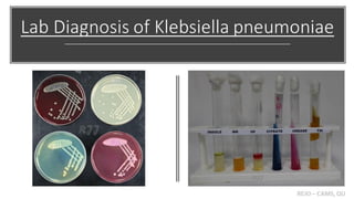 Identification of gram negative bacilli part 1 | PDF | Biological ...