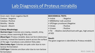Identification of gram negative bacilli part 1 | PDF | Biological ...