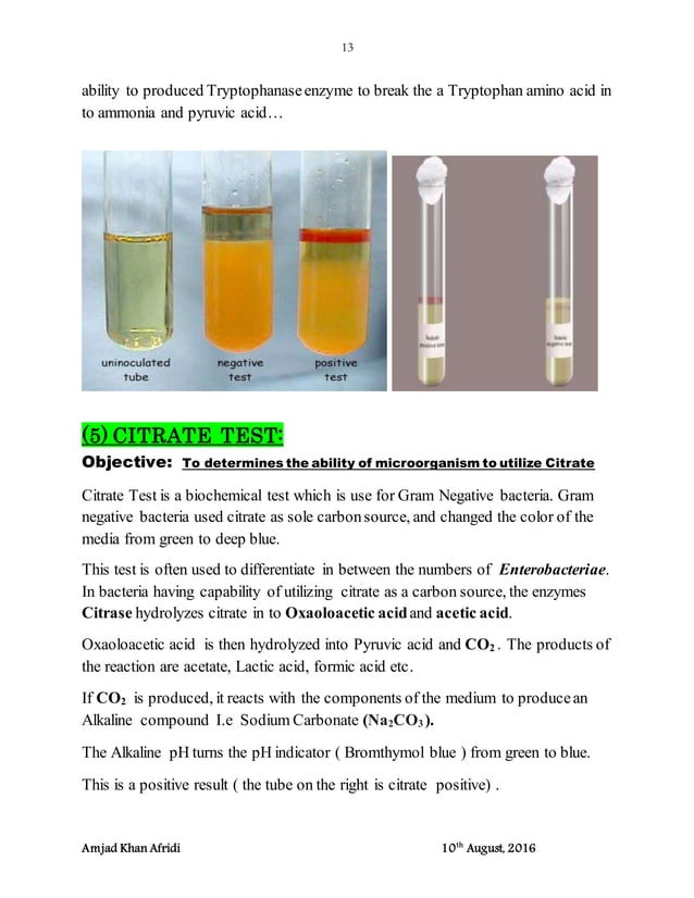 Identification of gram positive and gram negative bacteria | PDF