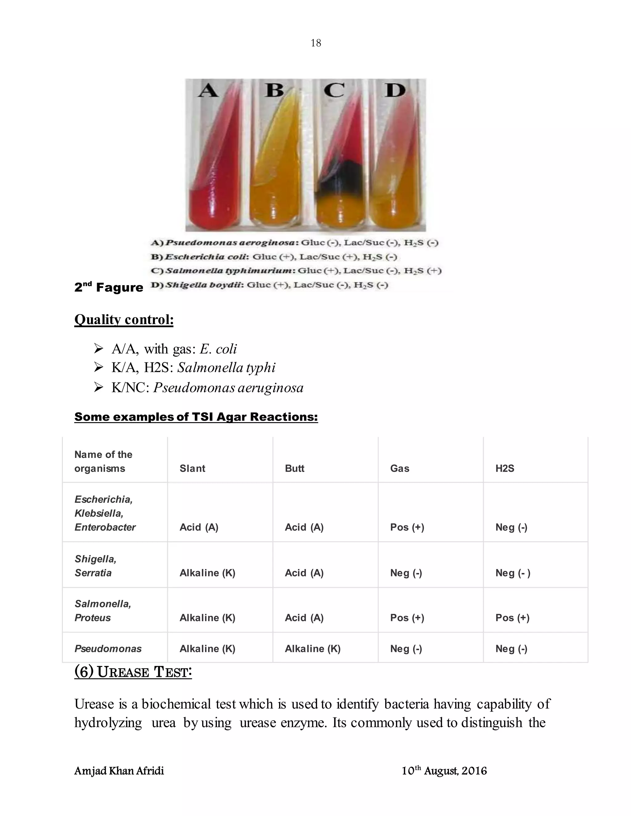 Identification of gram positive and gram negative bacteria | DOCX