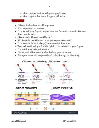 Identification of gram positive and gram negative bacteria | DOCX