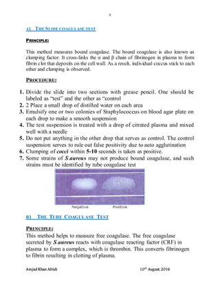 Identification of gram positive and gram negative bacteria | DOCX