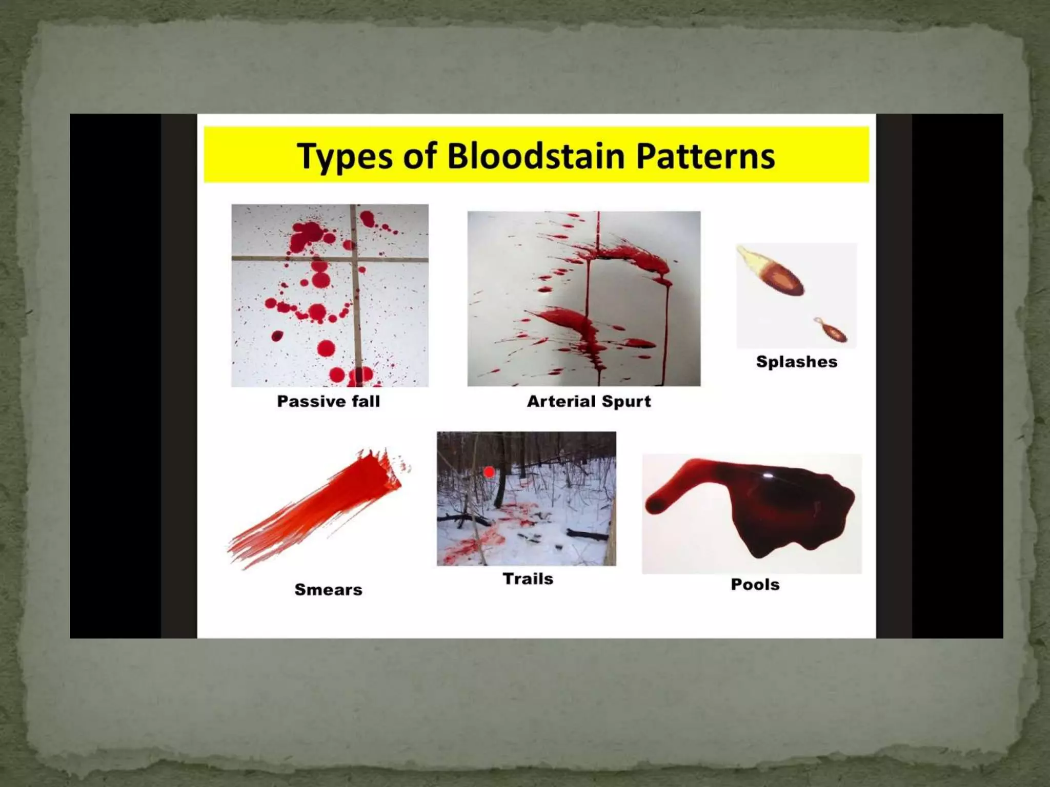 Identification of human and animal blood.pptx