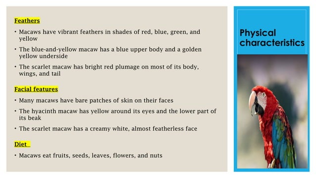 Identification of important breeds of pet birds.pptx