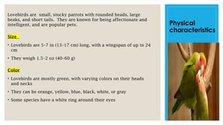 Identification of important breeds of pet birds.pptx