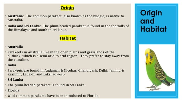 Identification of important breeds of pet birds.pptx