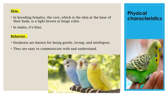 Identification of important breeds of pet birds.pptx