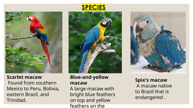 Identification of important breeds of pet birds.pptx