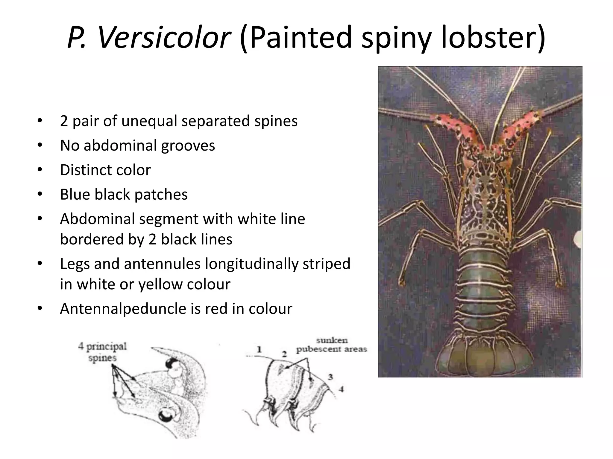 Identification of important lobsters | PPTX