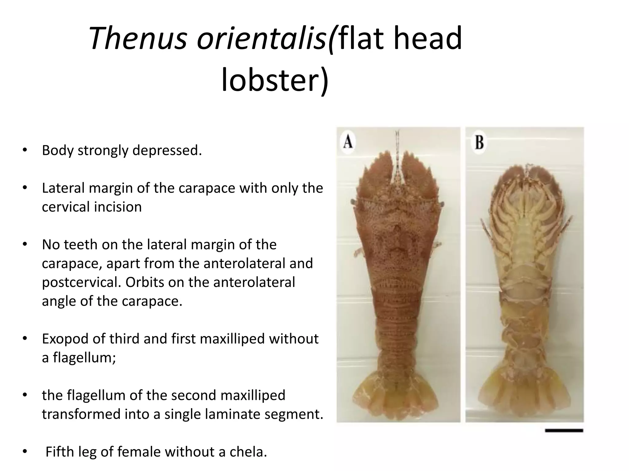 Identification of important lobsters | PPTX