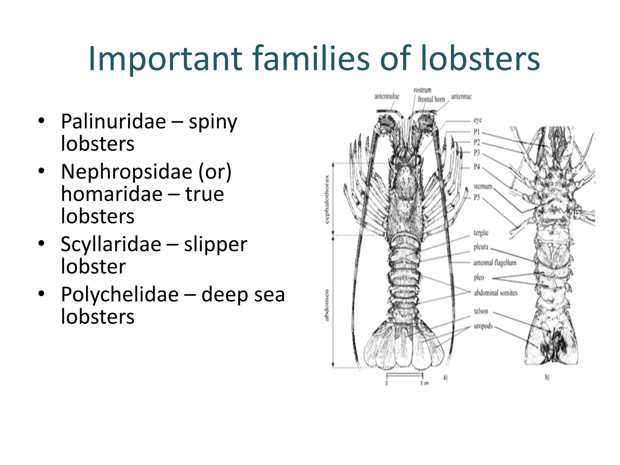 Identification of important lobsters | PPTX