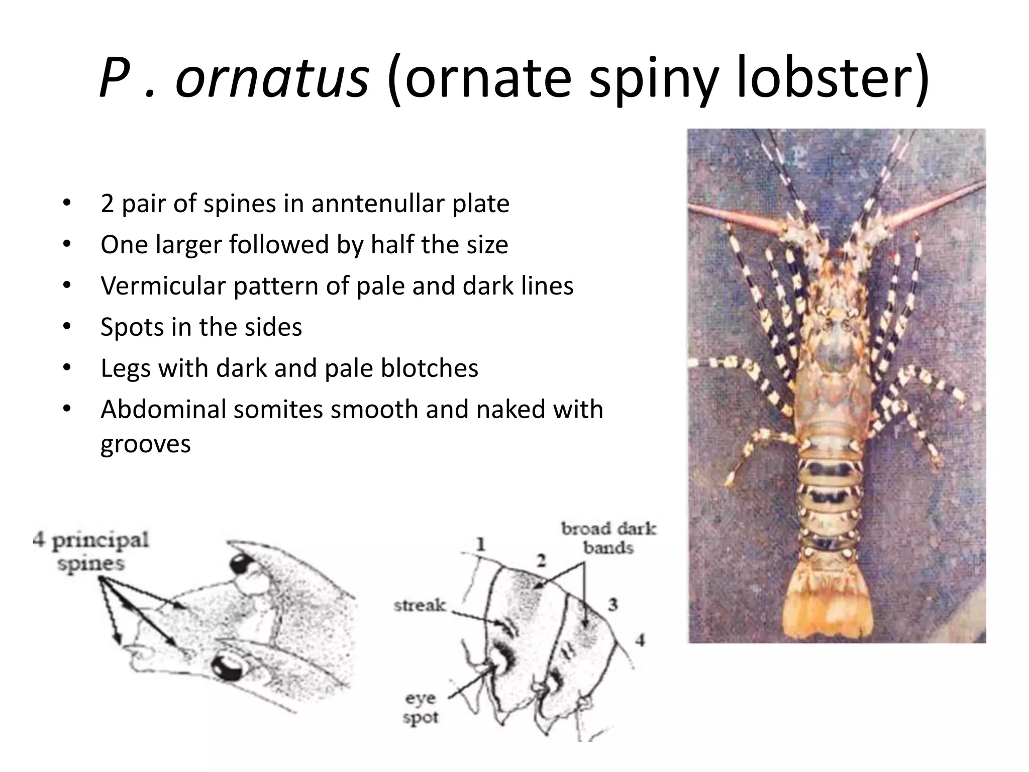 Identification of important lobsters | PPTX