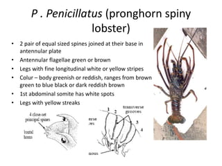 Identification of important lobsters | PPTX