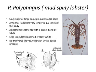 Identification of important lobsters | PPTX