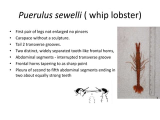 Identification of important lobsters | PPTX