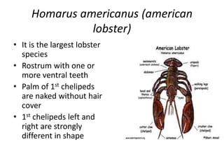 Identification of important lobsters | PPTX