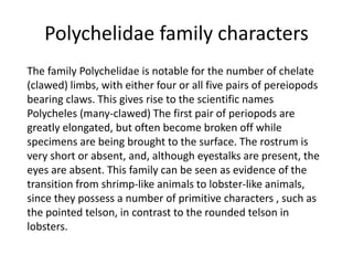 Identification of important lobsters | PPTX