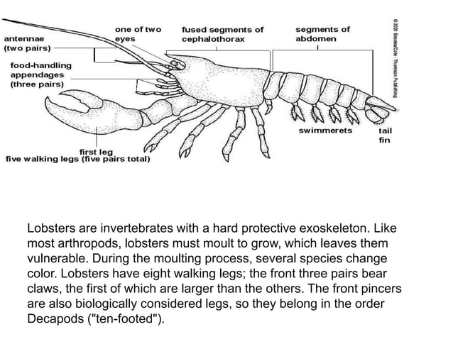 Identification of important lobsters | PPTX