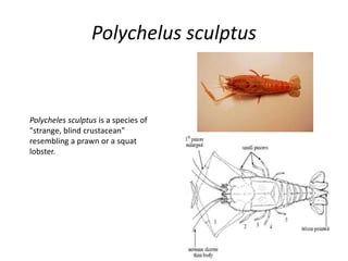 Identification of important lobsters | PPTX