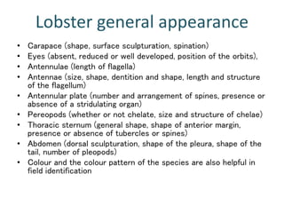 Identification of important lobsters | PPTX
