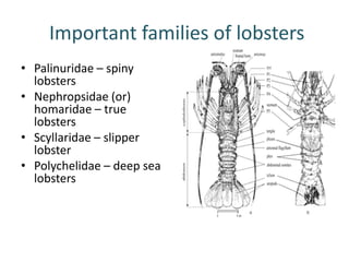 Identification of important lobsters | PPTX