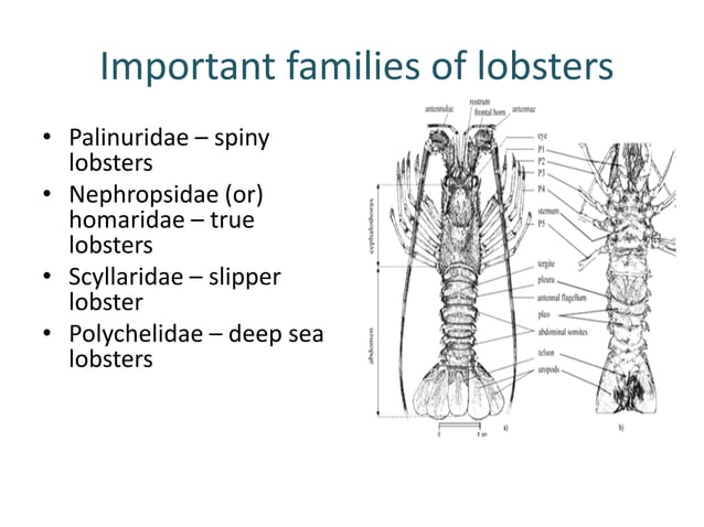Identification of important lobsters | PPTX