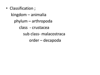 Identification of important lobsters | PPTX