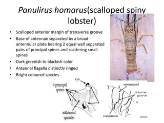 Identification of important lobsters | PPTX