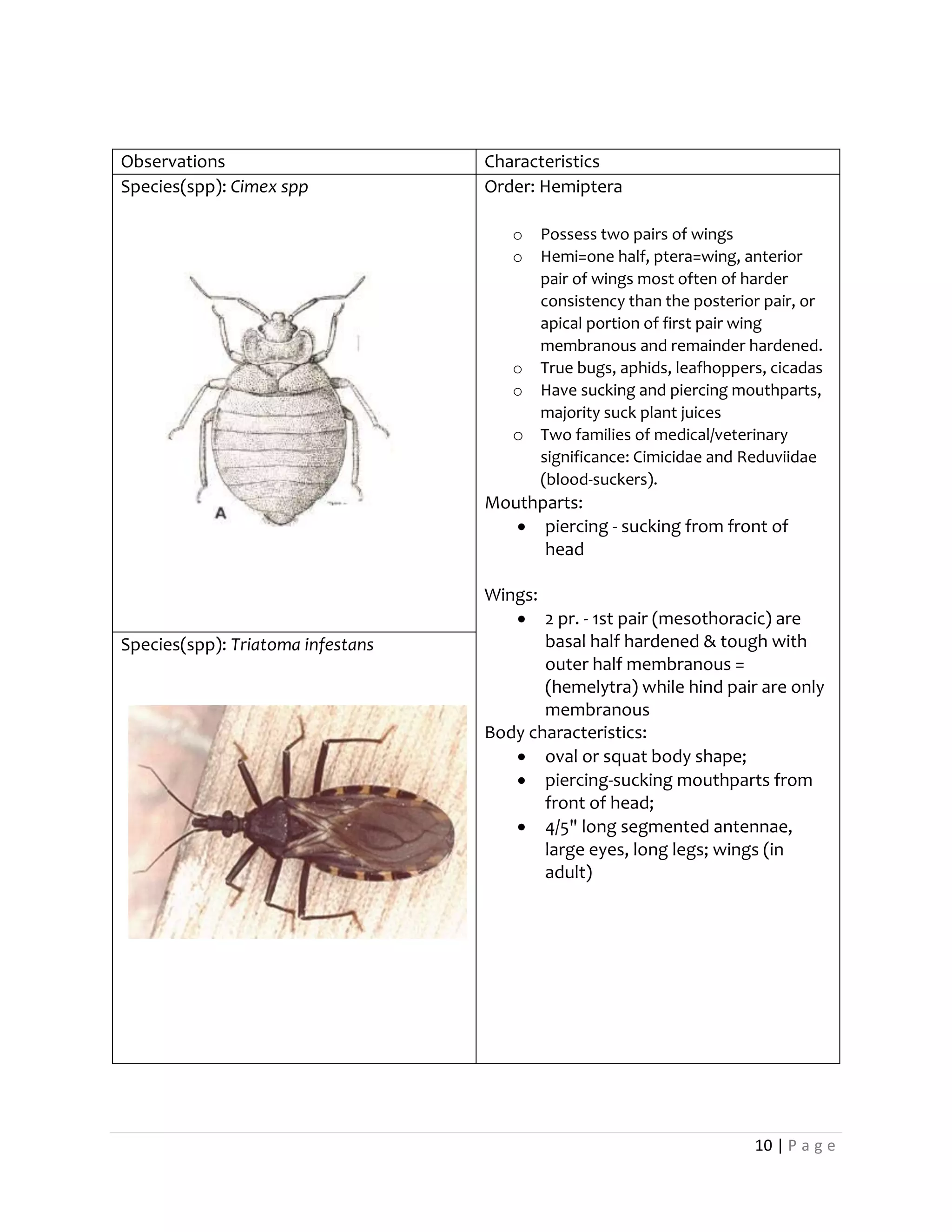 Identification of insects | DOCX